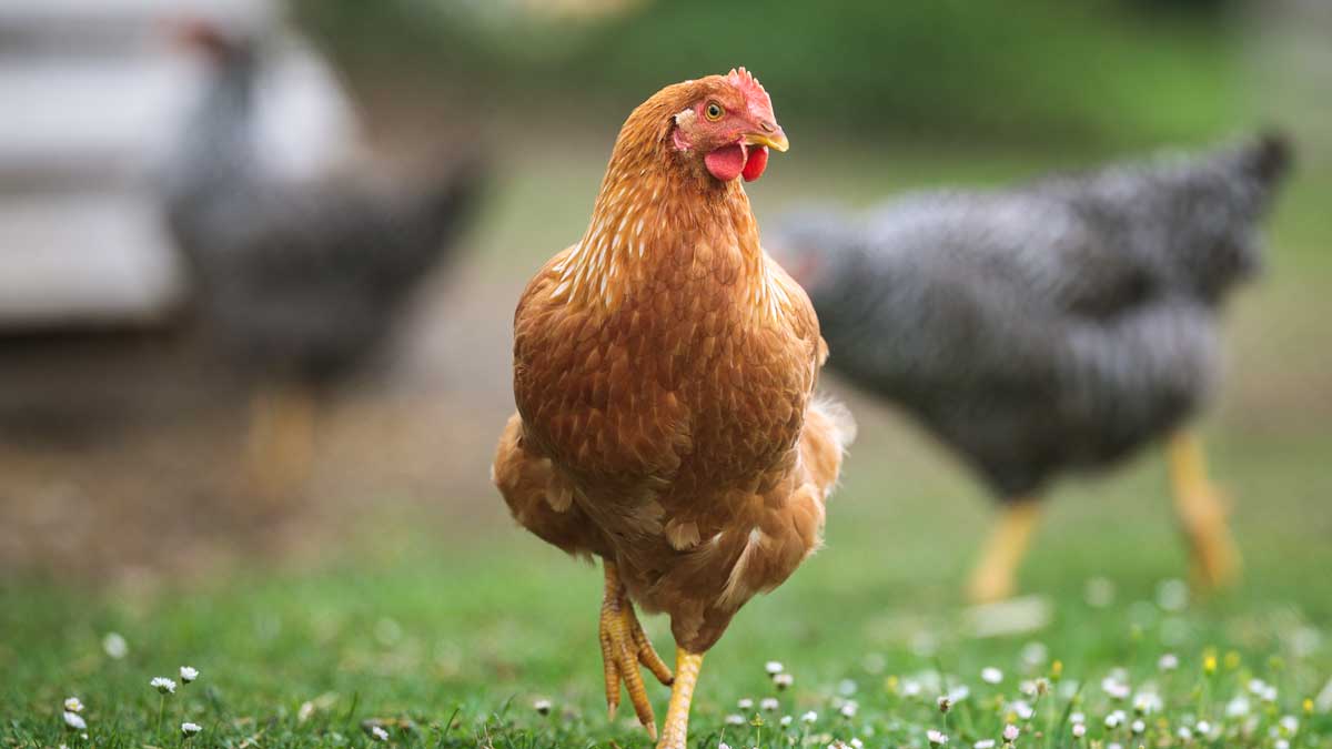 Pagina iniziale - Come allevare correttamente i polli